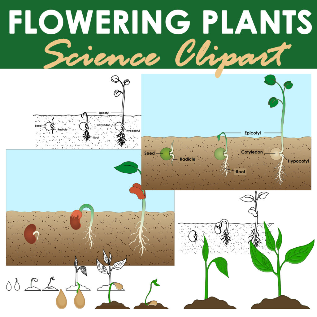 Flowering Plant Life Cycle Clipart Fertilization Germination ...