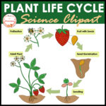 Flowering Plant Life Cycle Clipart FREEBIE | Made By Teachers