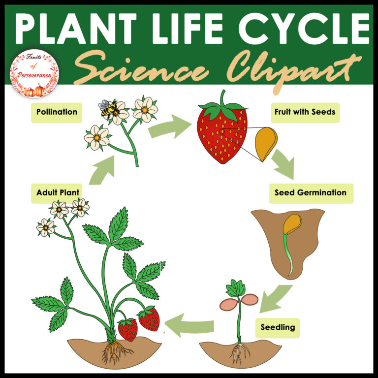 Flowering Plant Life Cycle Clipart FREEBIE | Made By Teachers Flowering Plant Life Cycle Clipart FREEBIE | Made By Teachers