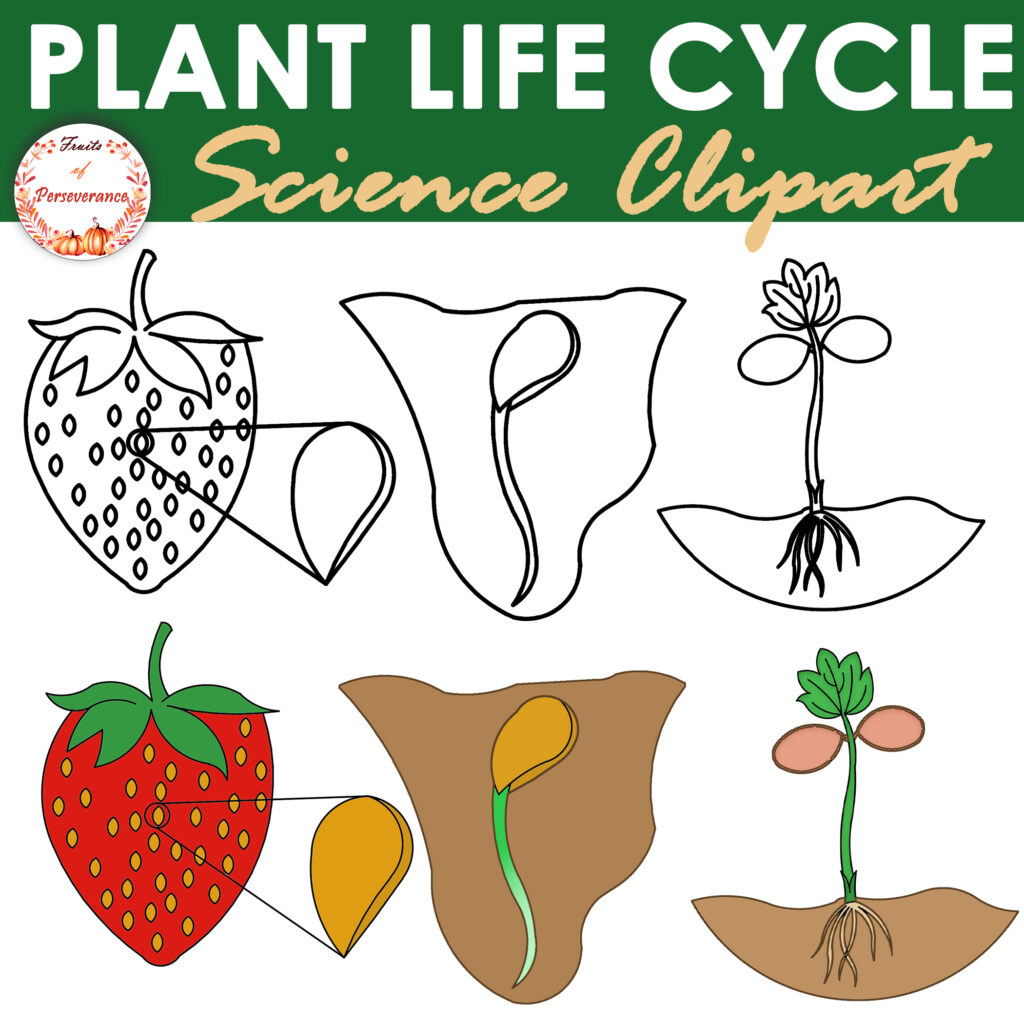 Flowering Plant Life Cycle Clipart FREEBIE | Made By Teachers