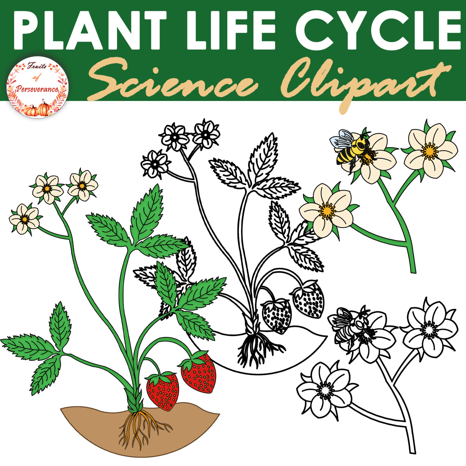 Flowering Plant Life Cycle Clipart FREEBIE | Made By Teachers