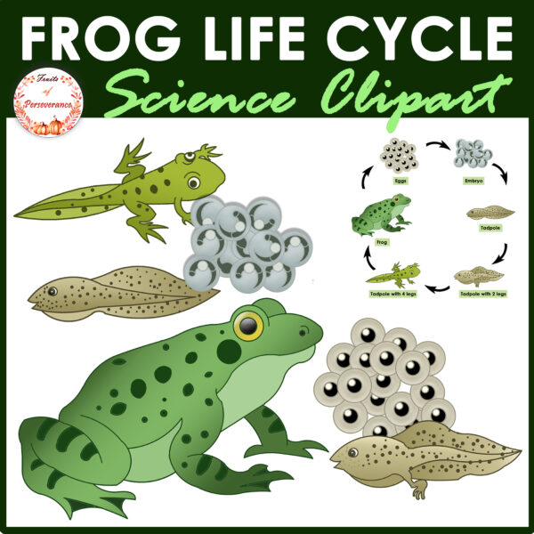 Frog Life Cycle Clipart | Stages of Development of a Frog | Made By ...