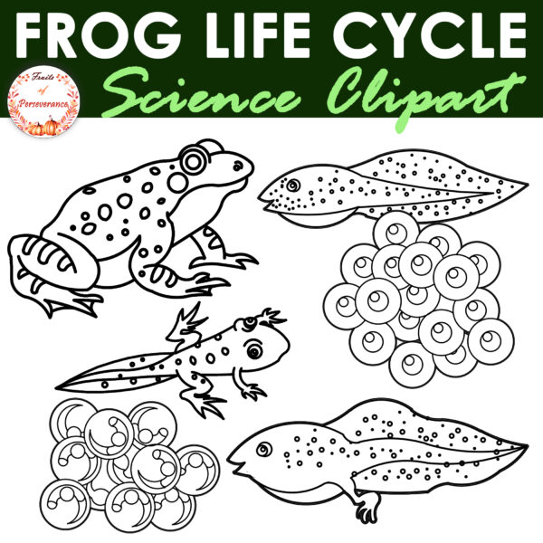 Frog Life Cycle Clipart | Stages of Development of a Frog | Made By ...
