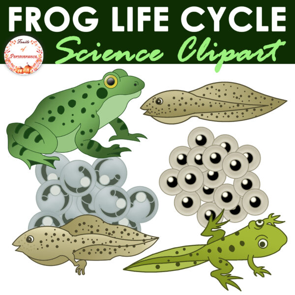 Frog Life Cycle Clipart | Stages of Development of a Frog | Made By ...