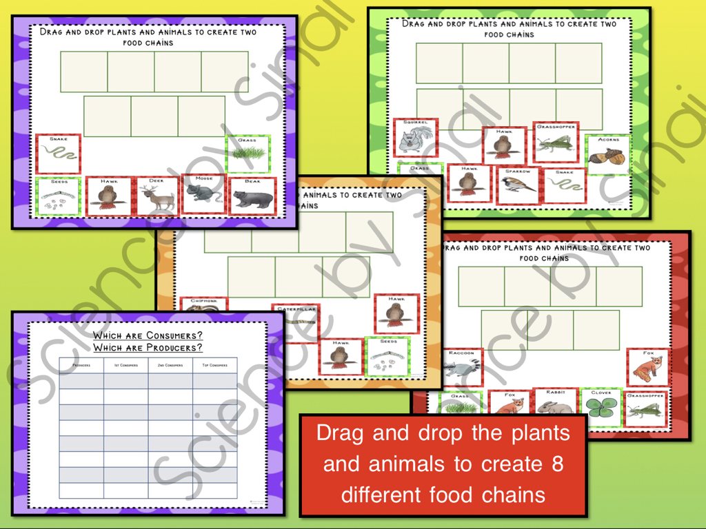 Digital FOOD CHAIN ACTIVITY Drag and Drop | Made By Teachers