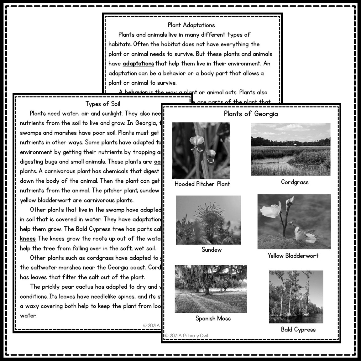 Adaptations of Living Things Georgia Plants and Animals Unit | Made By ...