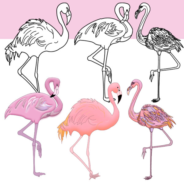 Tropical Flamingos Clipart | Birds Clip Art | Made By Teachers