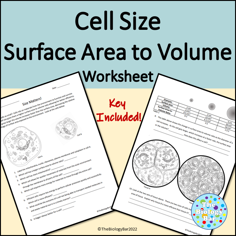 Cell Size Ratio Worksheet - Made By Teachers