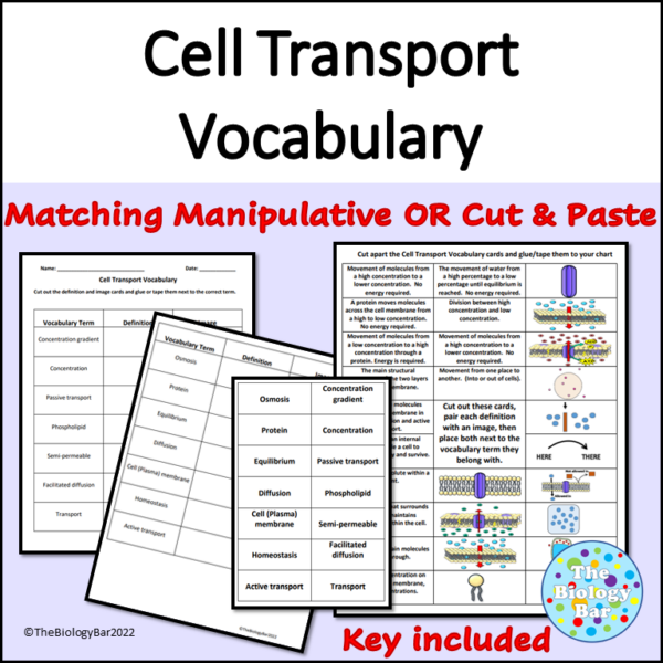 Cell Transport Vocabulary Cards - Made By Teachers