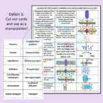 Cell Transport Vocabulary Cards - Made By Teachers