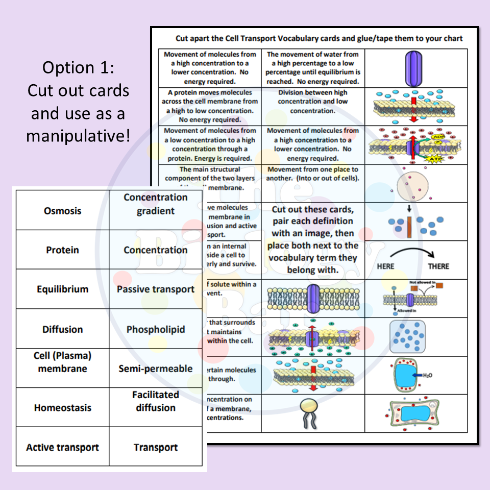 Cell Transport Vocabulary Cards | Made By Teachers