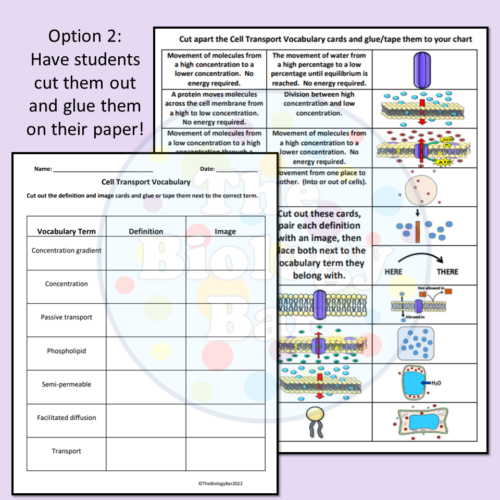 Cell Transport Vocabulary Cards | Made By Teachers