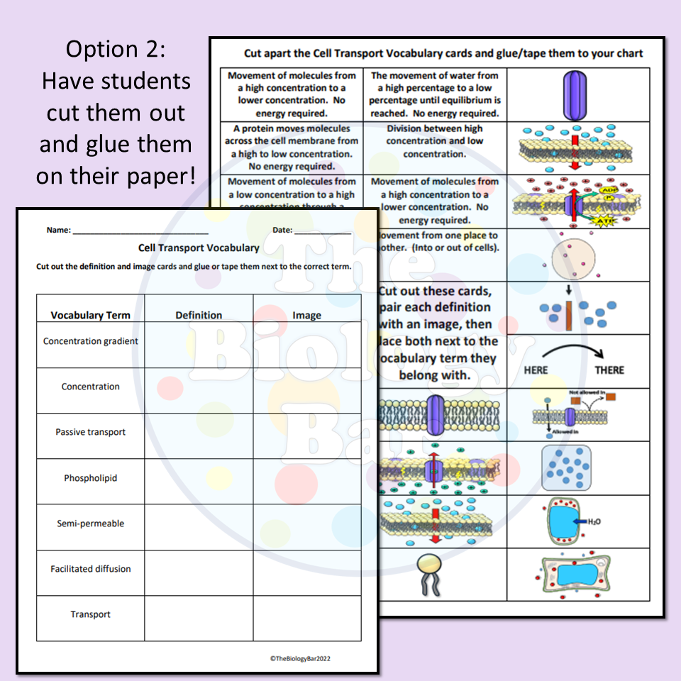 Cell Transport Vocabulary Cards | Made By Teachers