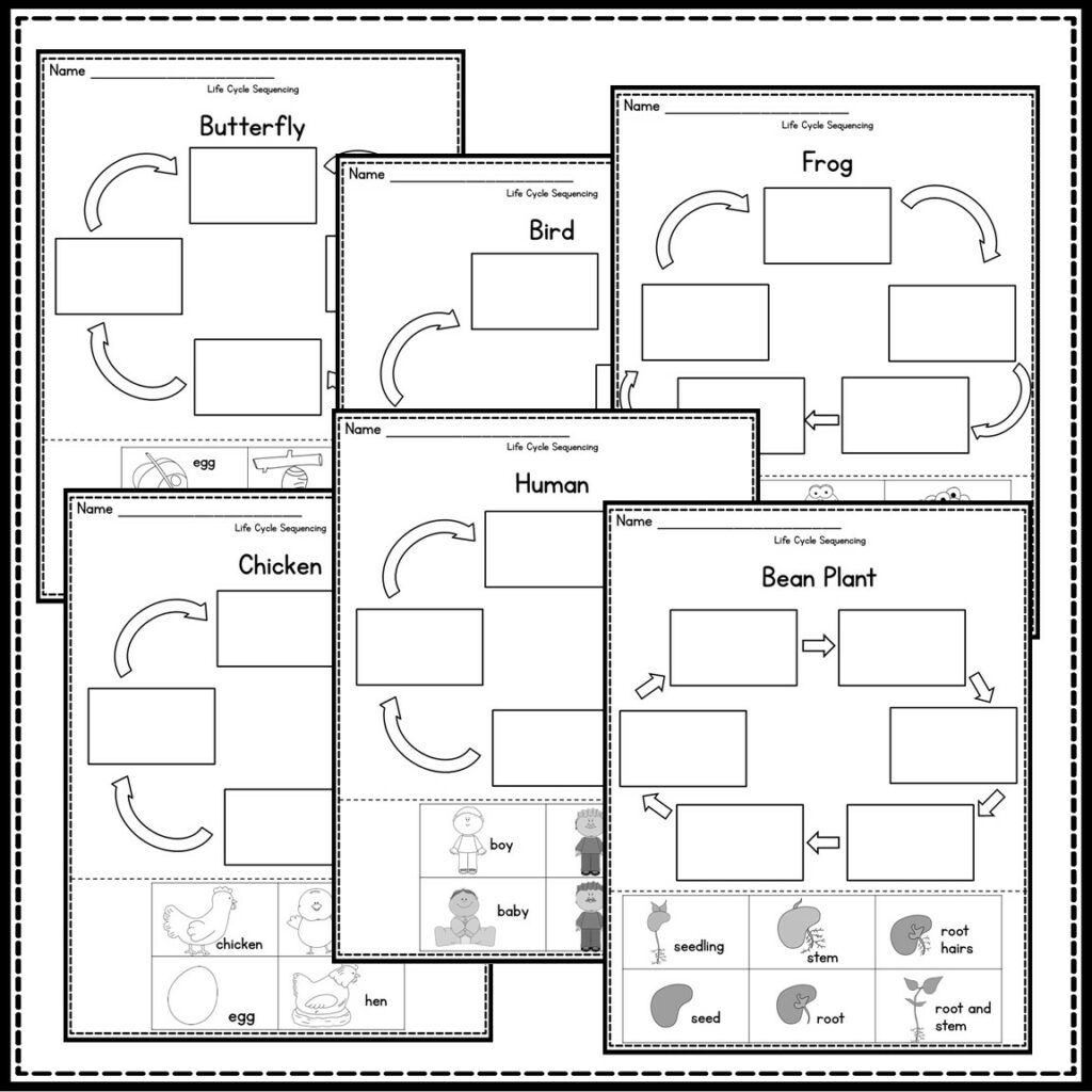 Life Cycle Sequencing Cards and Worksheets | Made By Teachers