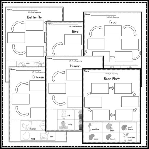 Life Cycle Sequencing Cards and Worksheets - Made By Teachers