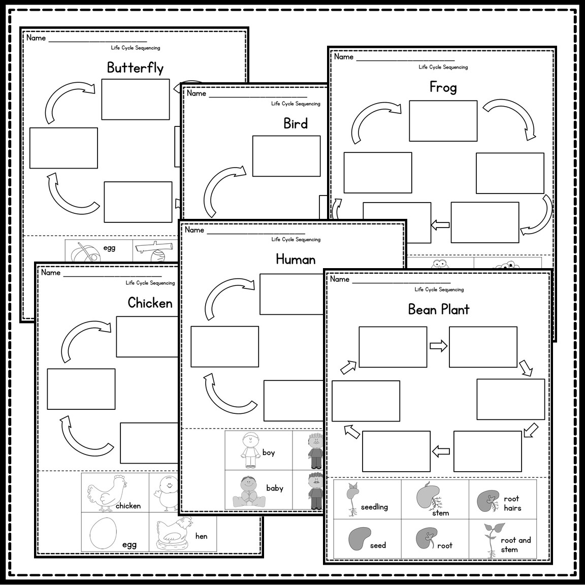 Life Cycle Sequencing Cards and Worksheets | Made By Teachers