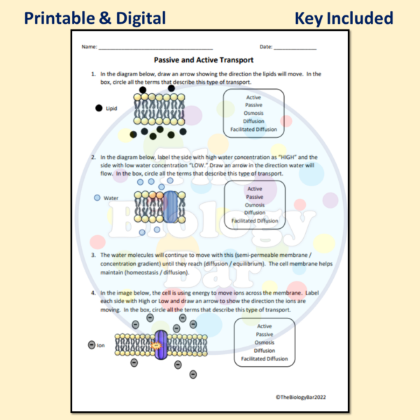 Cell Transport Worksheet | Made By Teachers