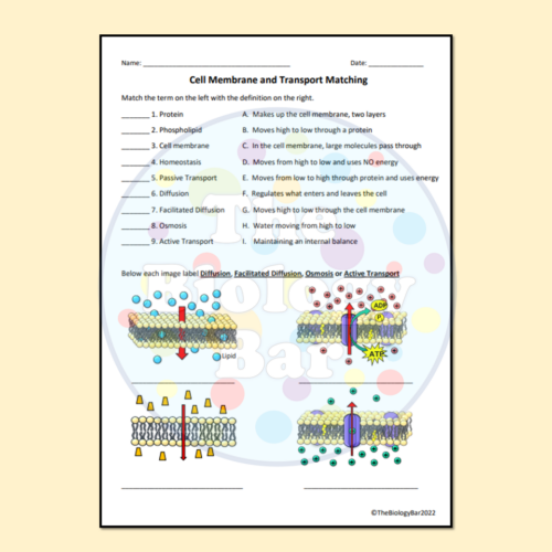 Cell Transport Worksheet | Made By Teachers