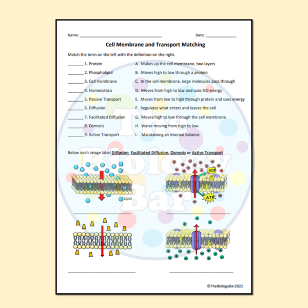 Cell Transport Worksheet | Made By Teachers