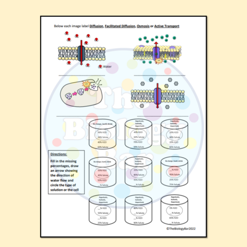 Cell Transport Worksheet | Made By Teachers