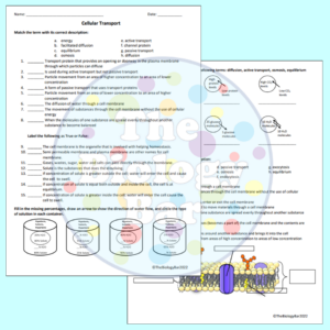 Cell Transport Review and Test | Made By Teachers