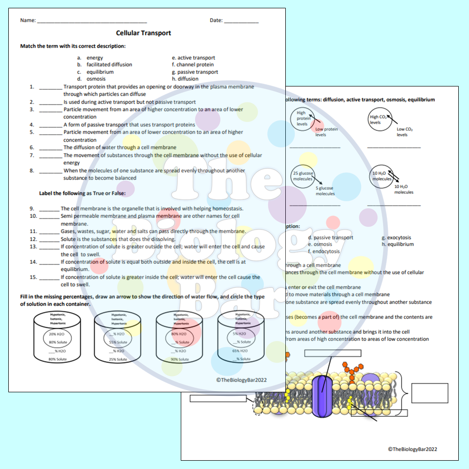 Cell Transport Review and Test | Made By Teachers