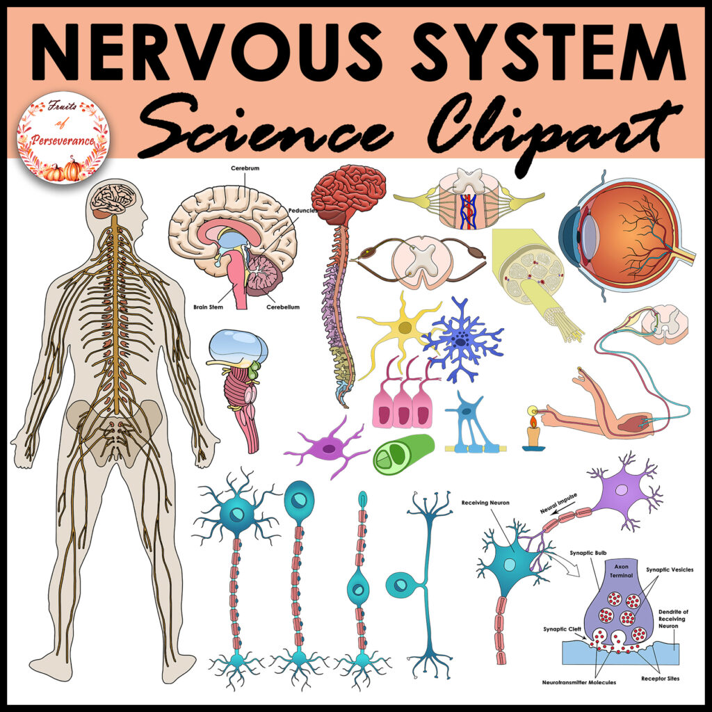 Nervous System Anatomy Clipart | Nerves Neurons and Reflex Clip Art ...