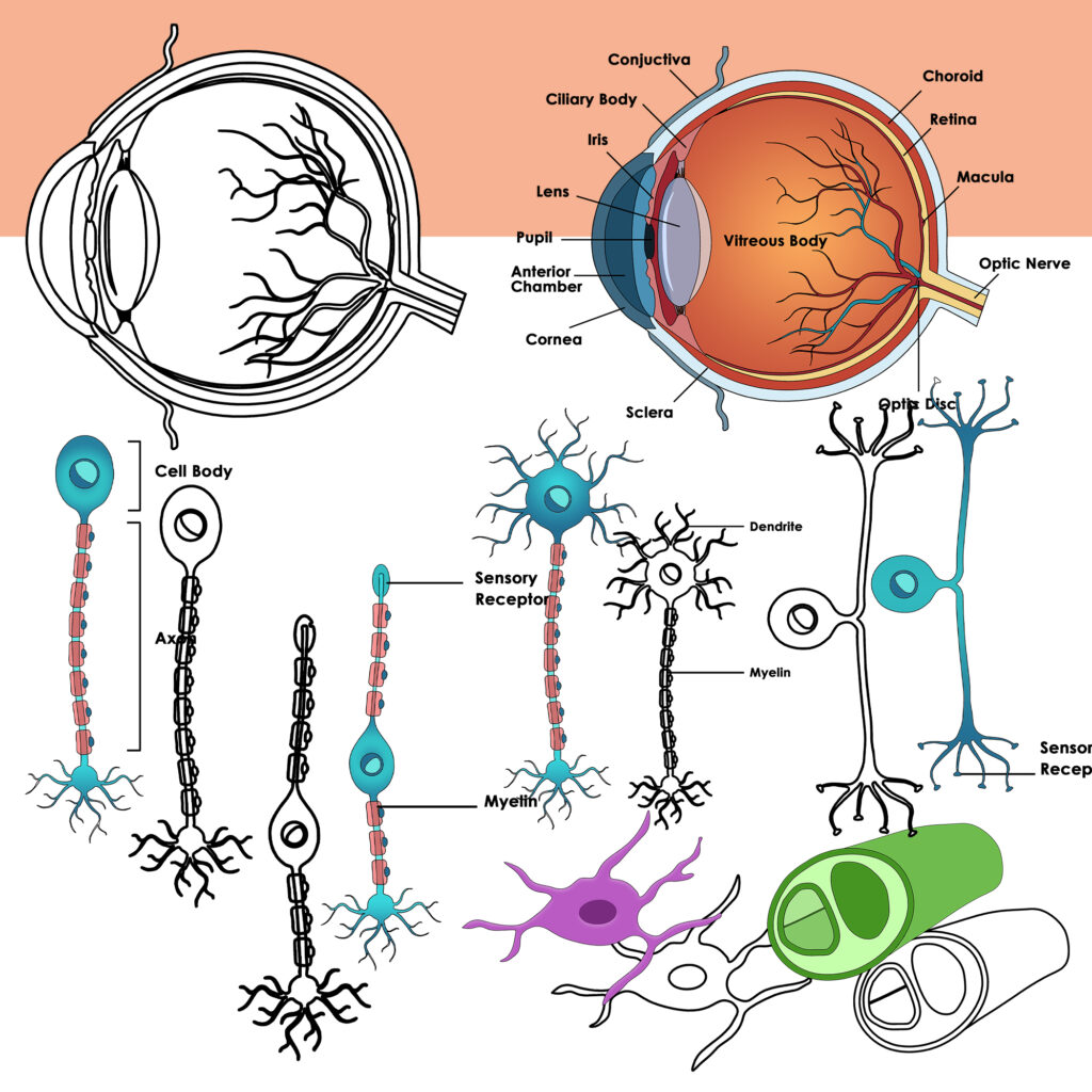 Nervous System Anatomy Clipart | Nerves Neurons and Reflex Clip Art ...