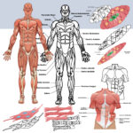 Muscular System Anatomy Clipart | Types of Muscles Clip Art | Made By ...