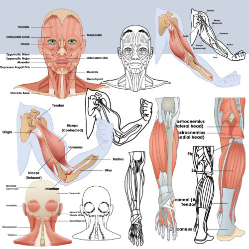 Muscular System Anatomy Clipart | Types of Muscles Clip Art | Made By ...