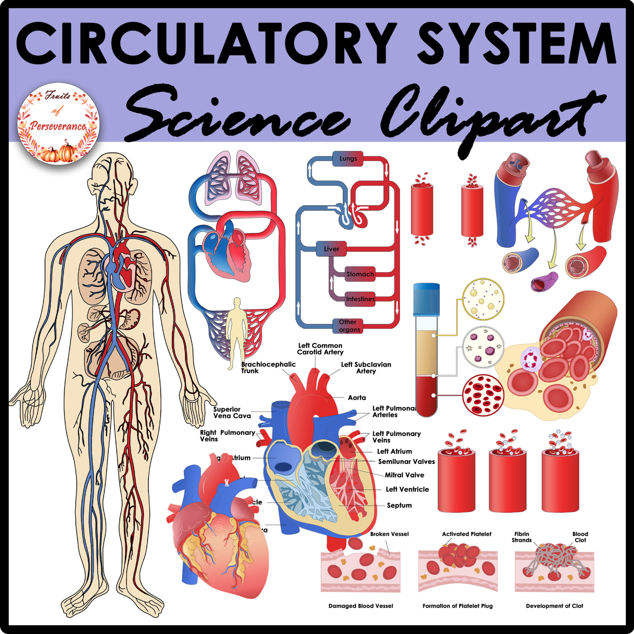 Circulatory System Anatomy Clipart | Heart Clip Art | Made By Teachers