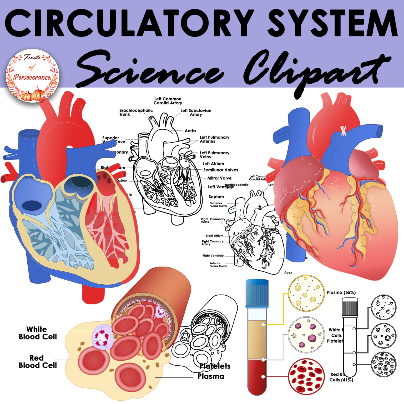 Circulatory System Anatomy Clipart | Heart Clip Art | Made By Teachers