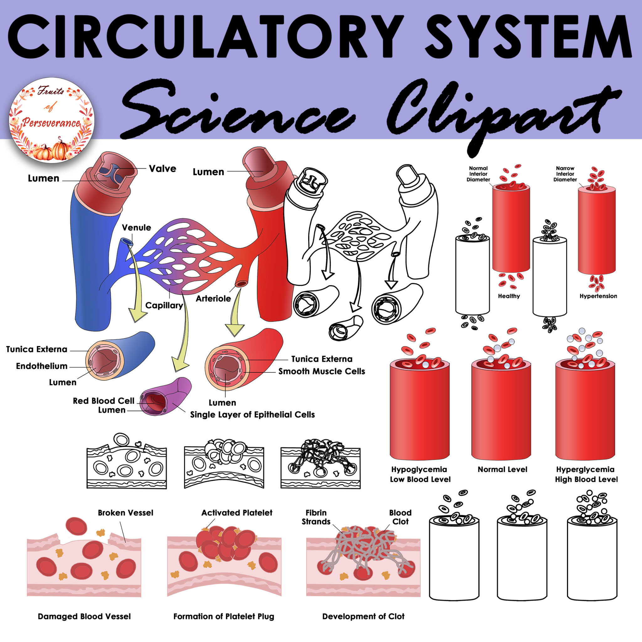 Circulatory System Anatomy Clipart | Heart Clip Art | Made By Teachers