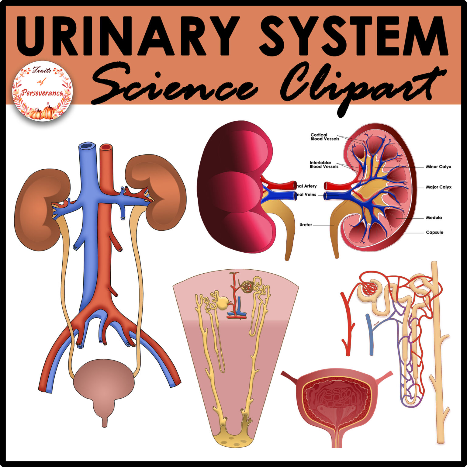 Urinary System Anatomy Clipart | Excretory Organs Clip Art | Made By ...