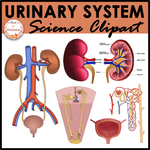 Urinary System Anatomy Clipart | Excretory Organs Clip Art | Made By Teachers