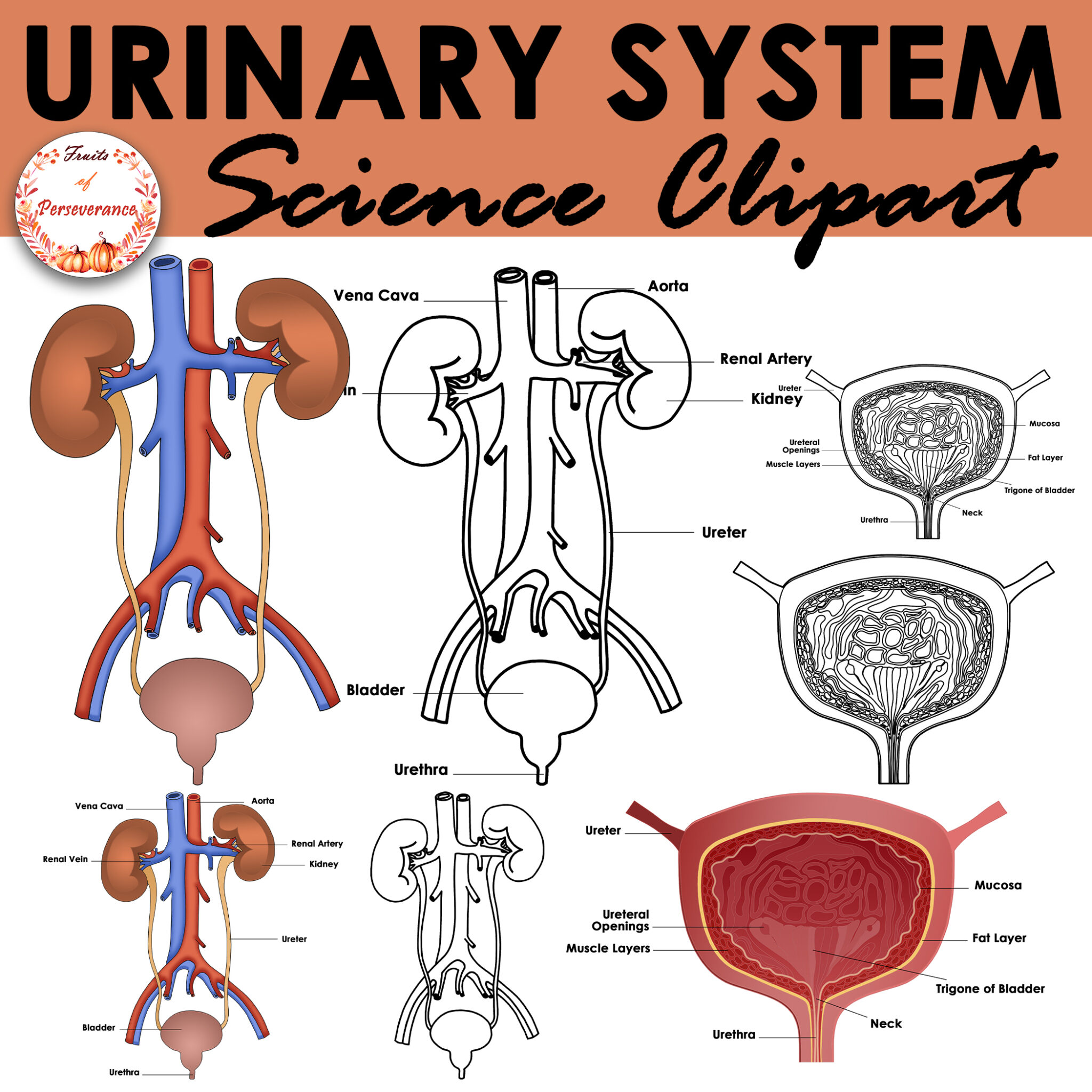 Urinary System Anatomy Clipart | Excretory Organs Clip Art | Made By ...