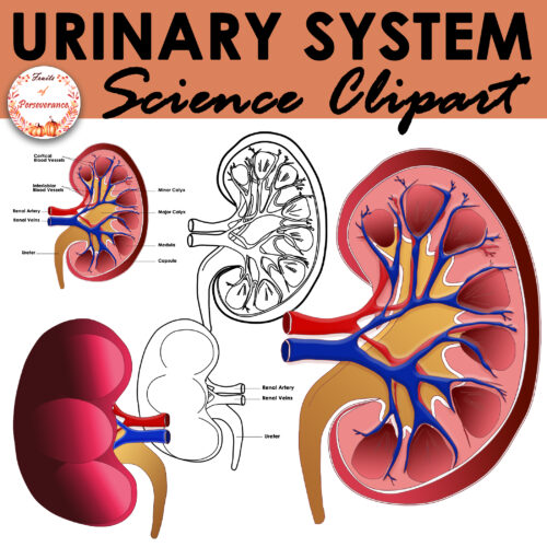 Urinary System Anatomy Clipart | Excretory Organs Clip Art | Made By ...