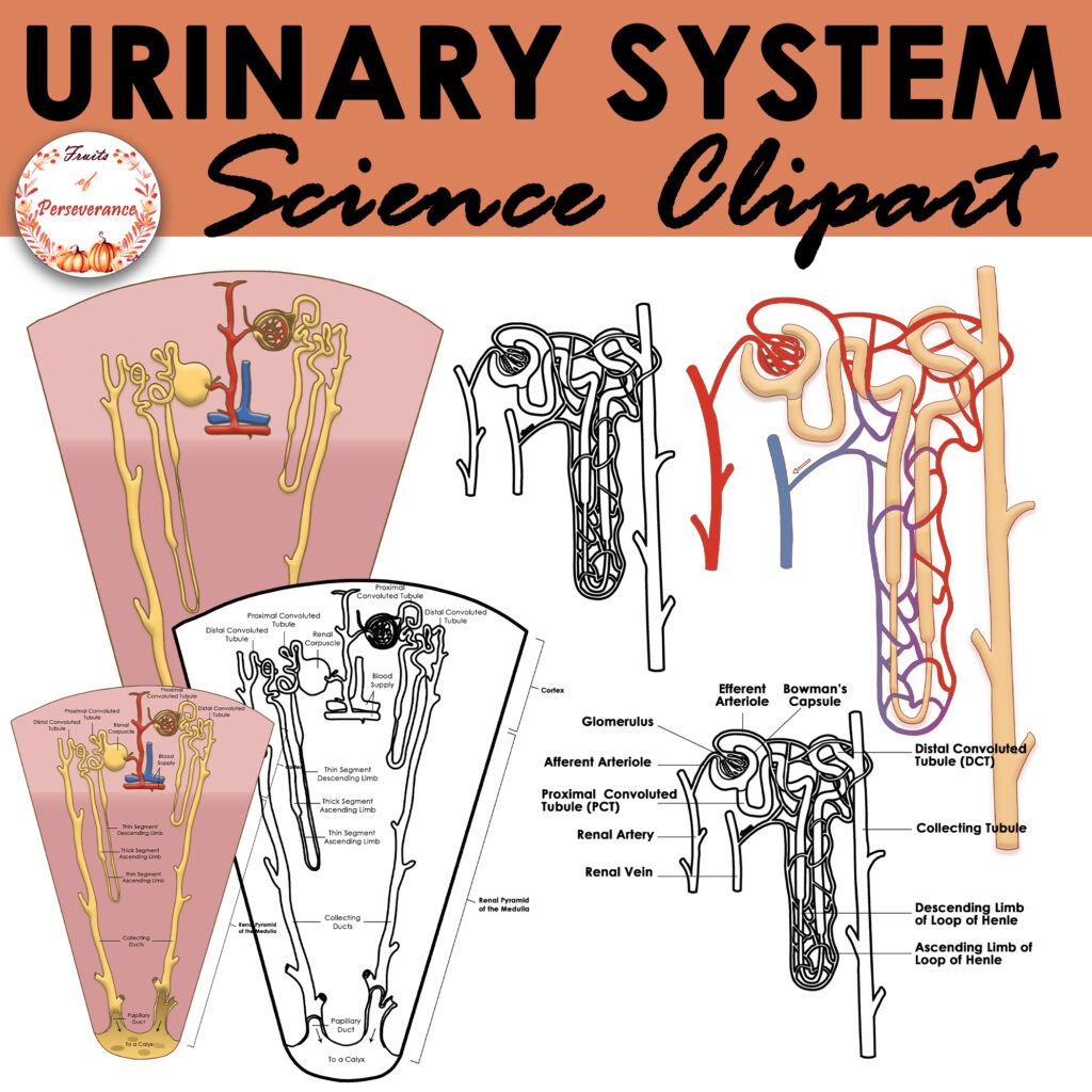 Urinary System Anatomy Clipart | Excretory Organs Clip Art | Made By ...