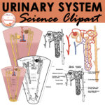 Urinary System Anatomy Clipart | Excretory Organs Clip Art - Made By ...