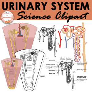 Urinary System Anatomy Clipart | Excretory Organs Clip Art - Made By ...