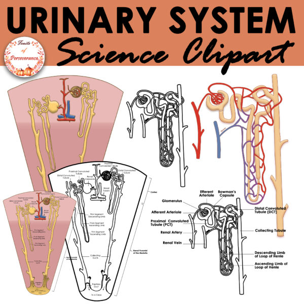 Urinary System Anatomy Clipart | Excretory Organs Clip Art | Made By ...