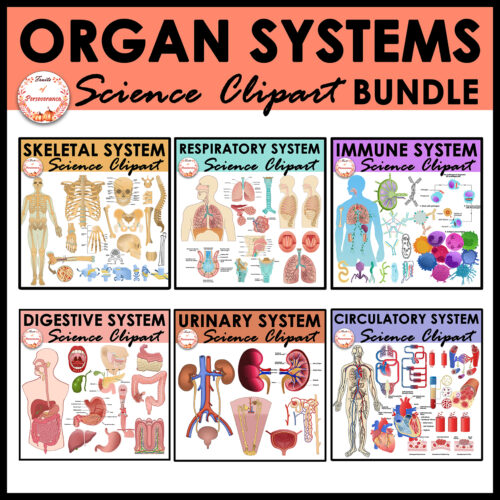 Anatomy Human Body Organ Systems Clipart Bundle | Made By Teachers