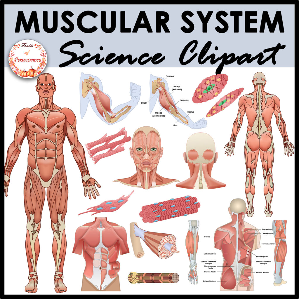 Anatomy Human Body Organ Systems Clipart Bundle | Made By Teachers