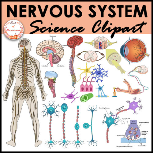 Anatomy Human Body Organ Systems Clipart Bundle | Made By Teachers