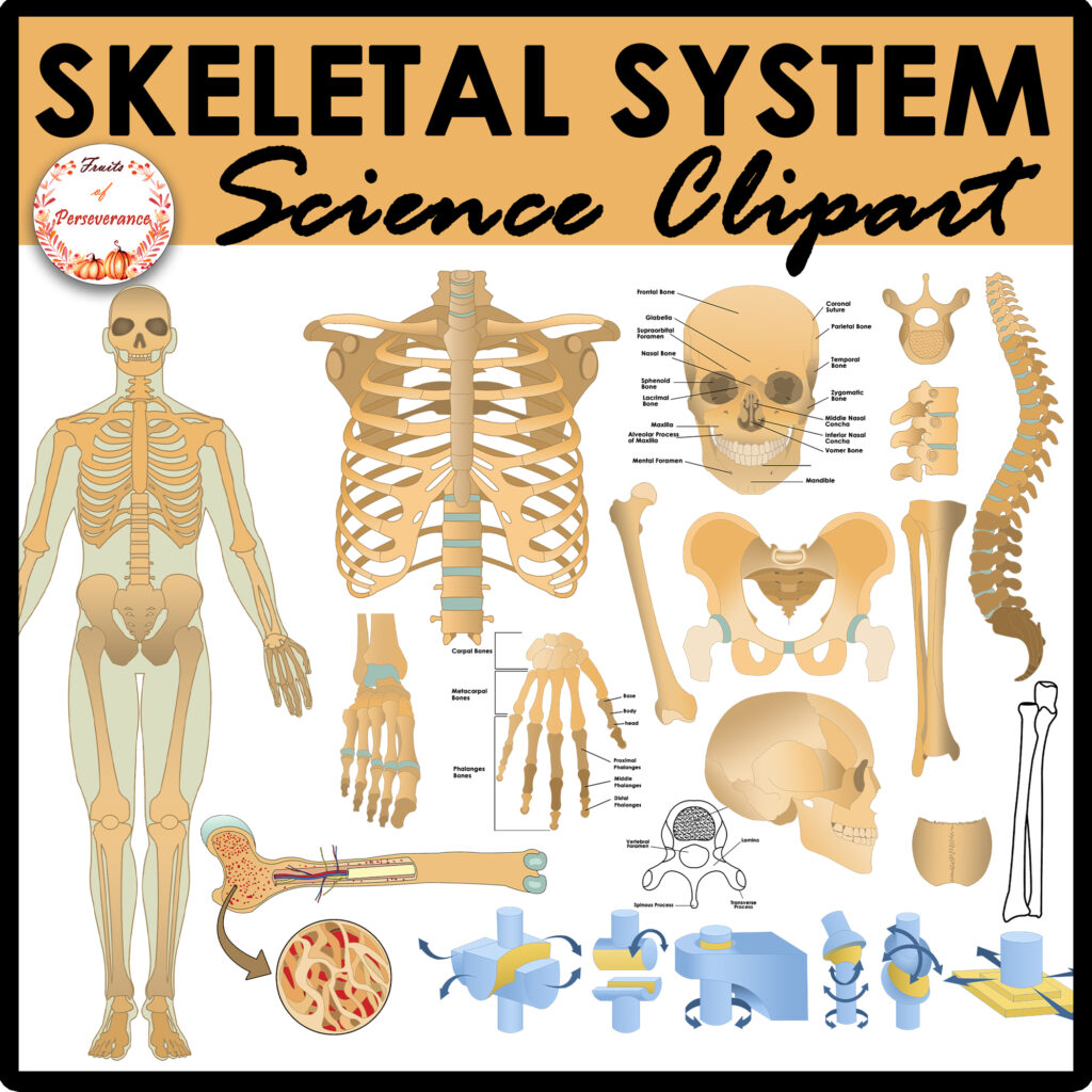 Anatomy Human Body Organ Systems Clipart Bundle | Made By Teachers