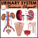 Anatomy Human Body Organ Systems Clipart Bundle | Made By Teachers