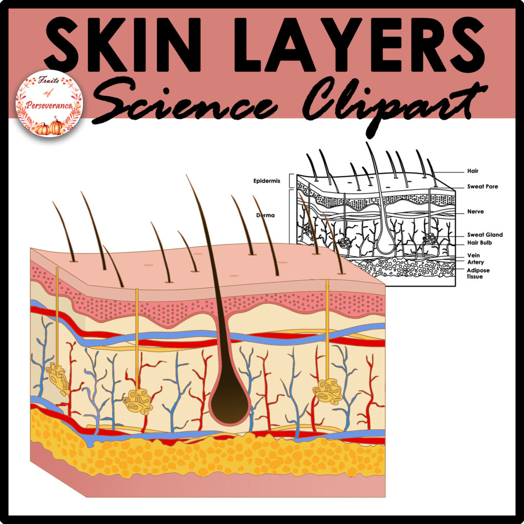 Anatomy Human Body Organ Systems Clipart Bundle | Made By Teachers