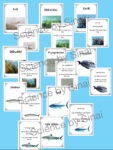 Interactive Student and Yarn OCEAN FOOD WEB ACTIVITY Marine Food Chains ...