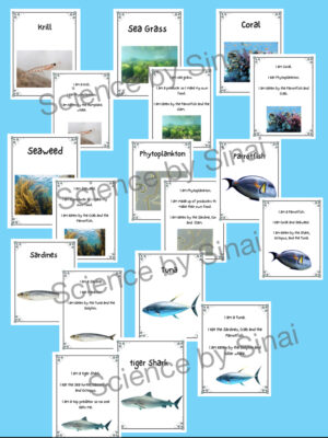 Interactive Student and Yarn OCEAN FOOD WEB ACTIVITY Marine Food Chains ...