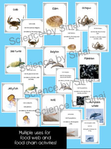 Interactive Student and Yarn OCEAN FOOD WEB ACTIVITY Marine Food Chains ...